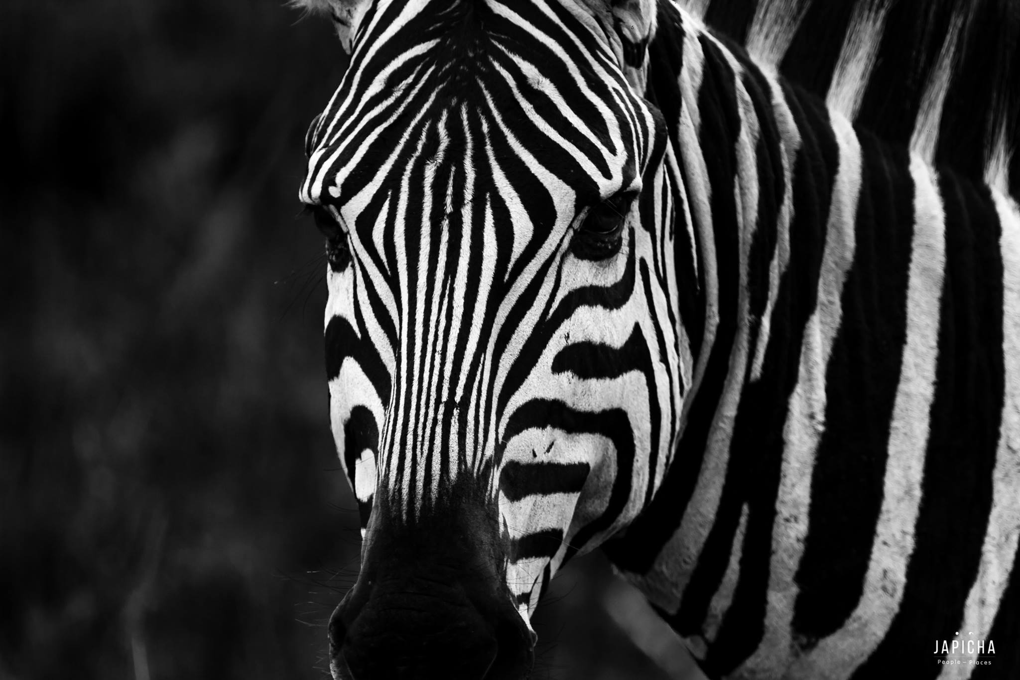 Glenfiddich: A Drink From the Valley of the Deer | the Magunga