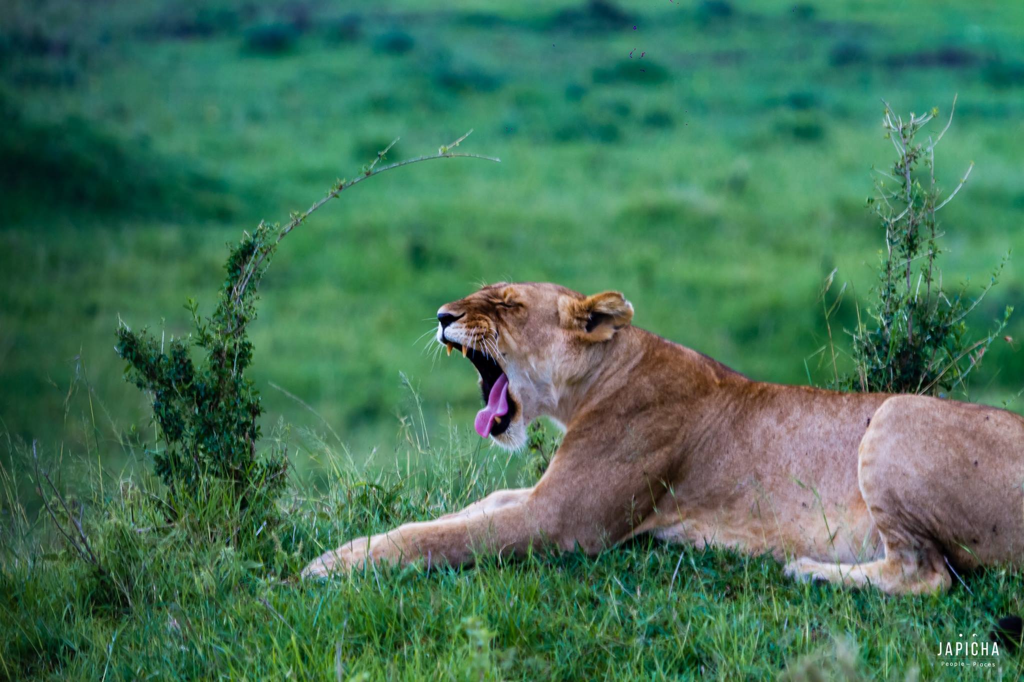 Glenfiddich: A Drink From the Valley of the Deer | the Magunga