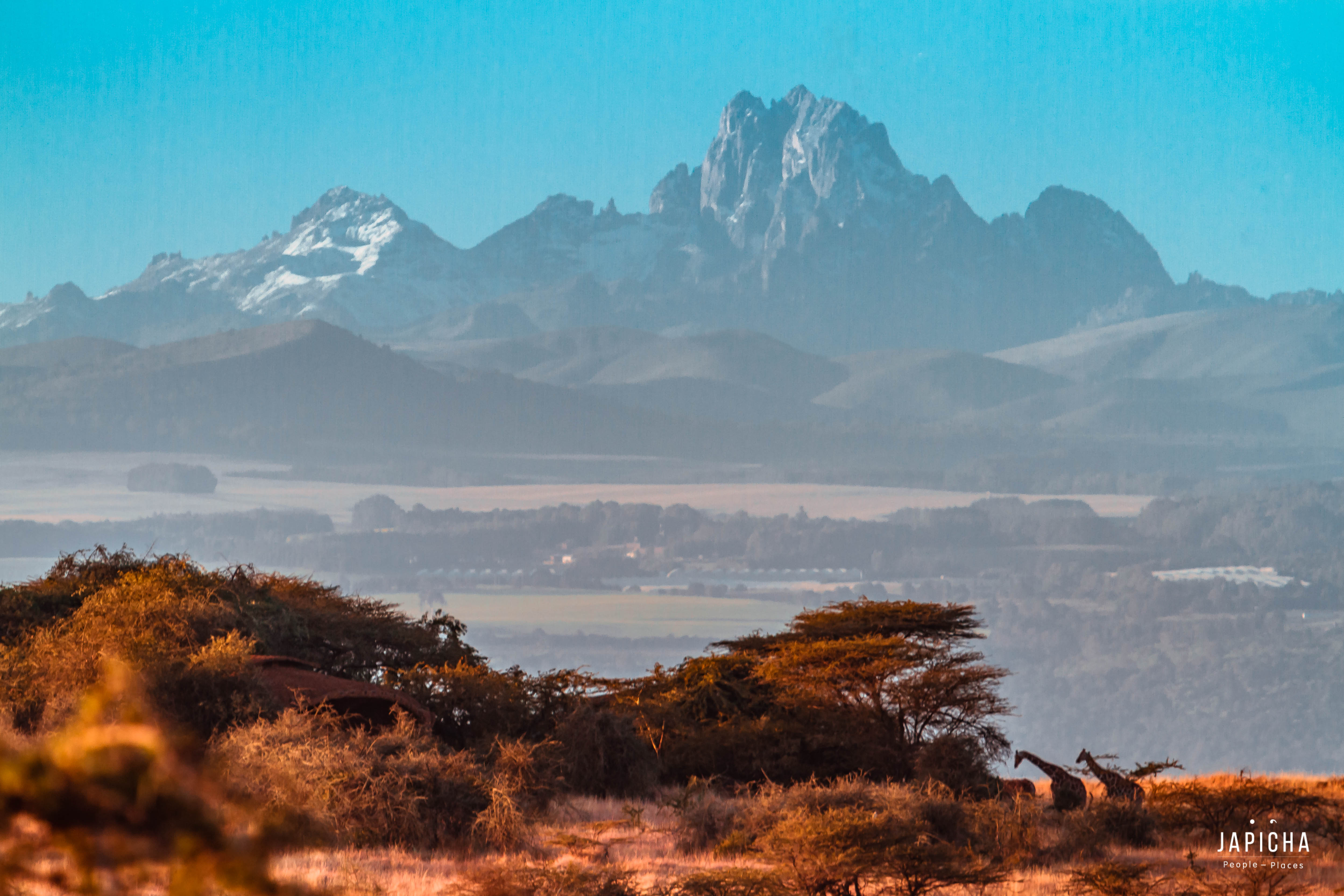 Japicha | the Magunga